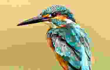 Classic – The Forest Resort in Dhanbad, Jharkhand